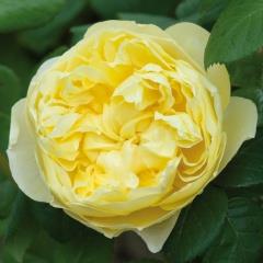 Engelske roser i Barrods