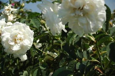 White Rose of York